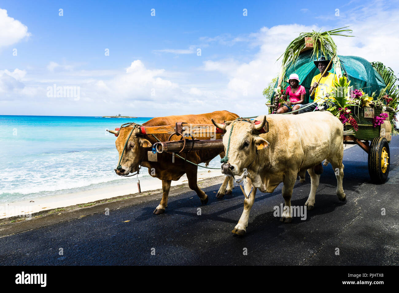 Bulls pulling a cart, Saint-Louis, Marie-Galante, Guadeloupe, France ...