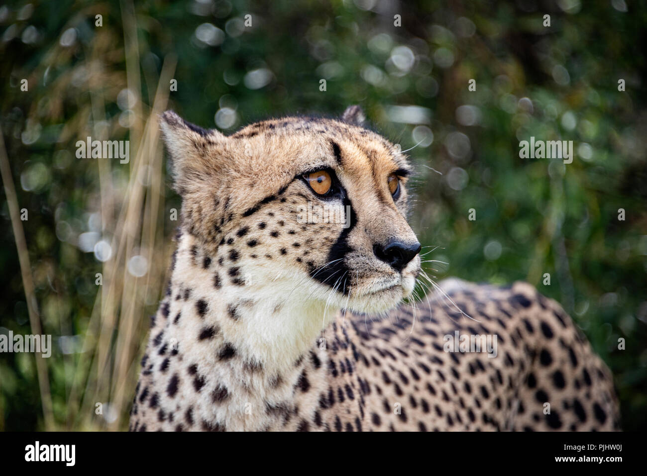 UK, Hamerton Zoo - 17 Aug 2018: Cheetah in captivity, portrait Stock ...