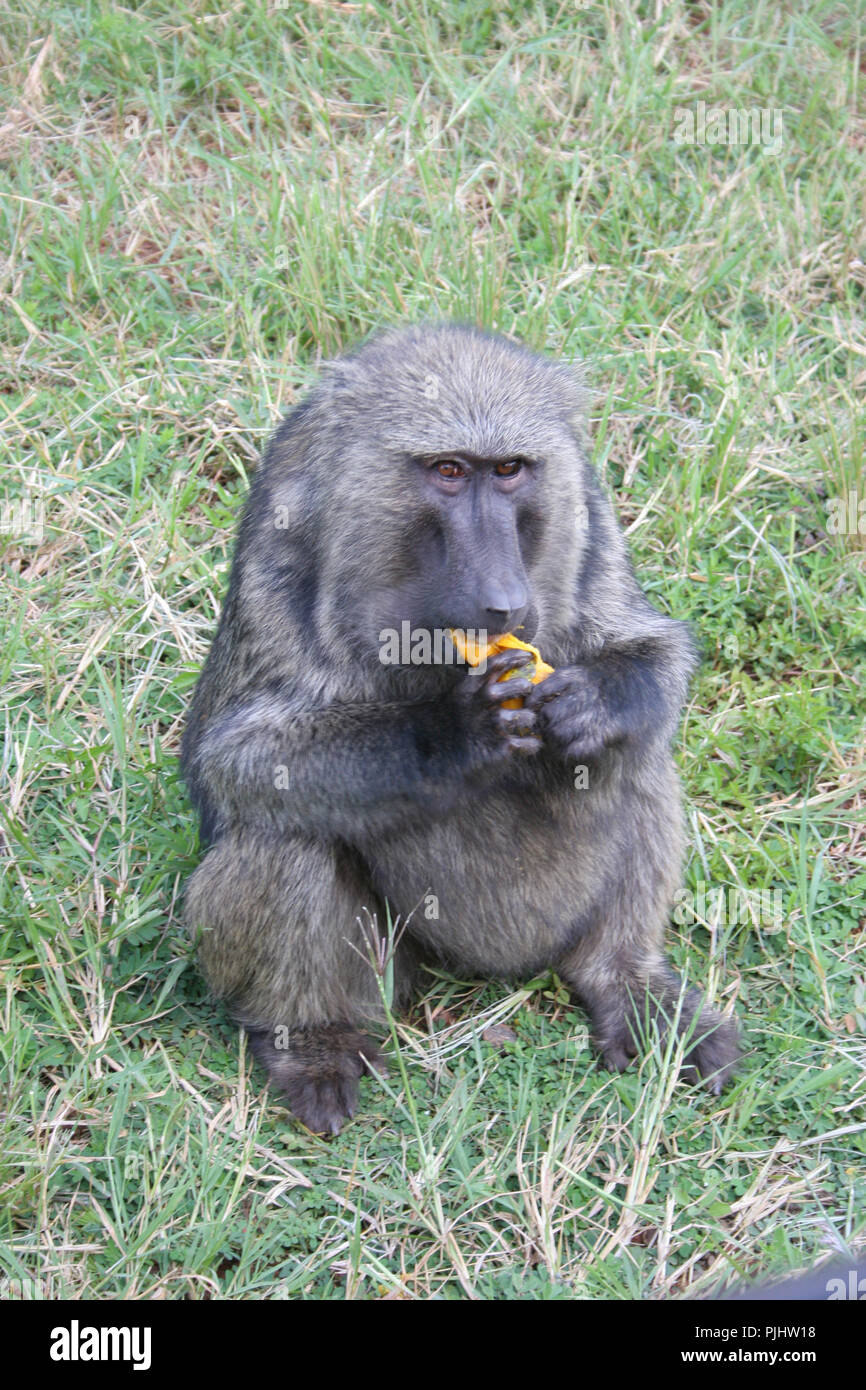 A baboon eating a mango fruit by the roadside near Karuma Falls Uganda ...