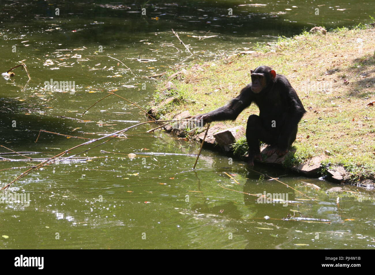 Chimpanzee food with a stick hi-res stock photography and images - Alamy