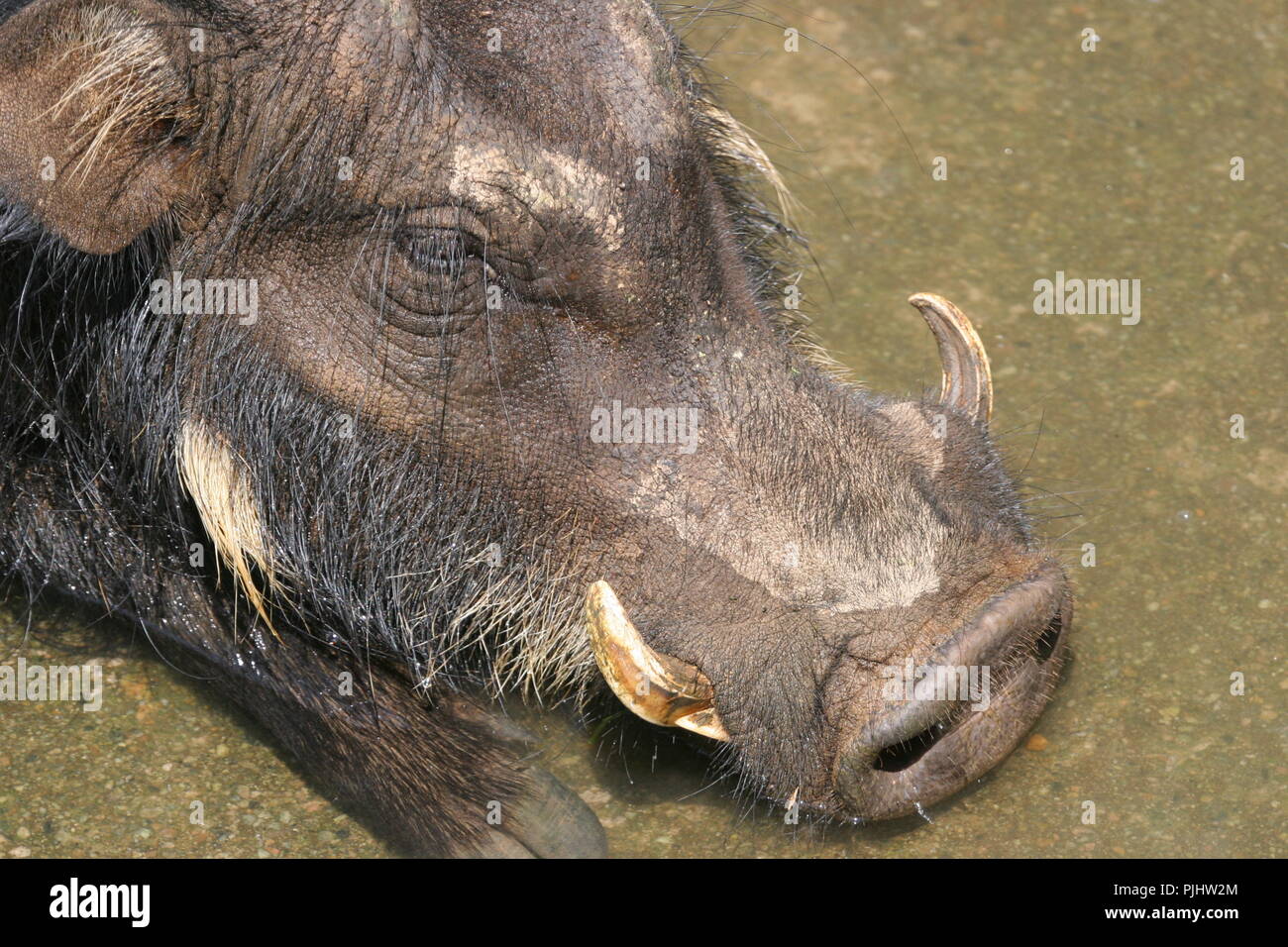 Warthog phacochoerus africanus uganda hi-res stock photography and ...