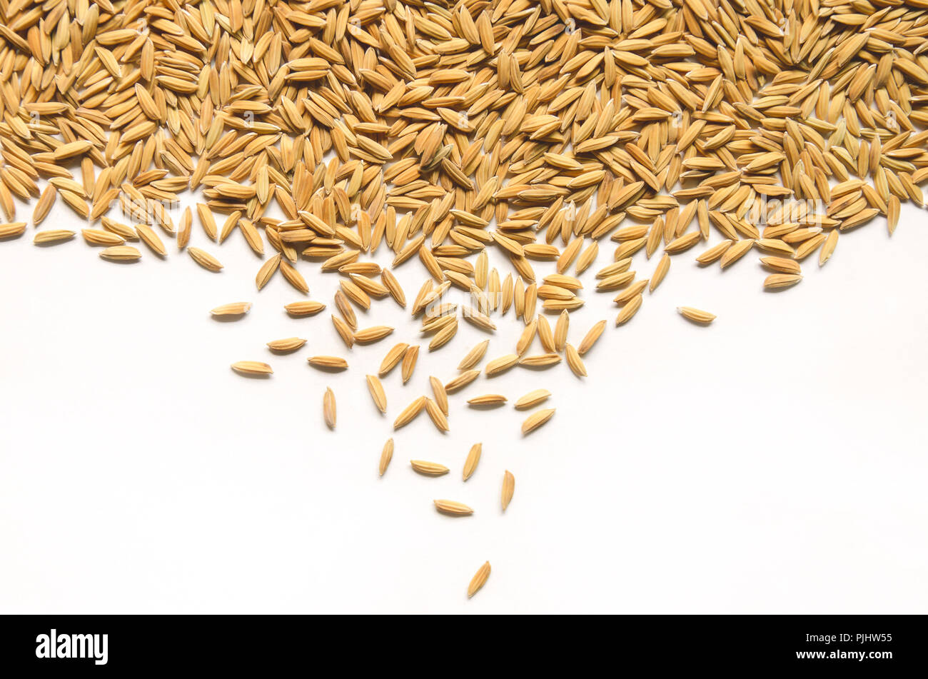 Top view of paddy rice and rice seed on the white background ...
