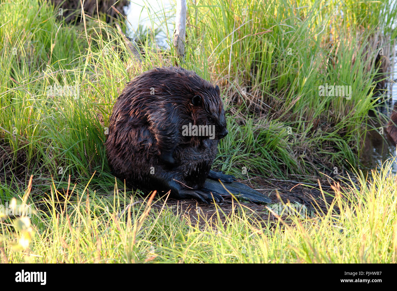 Beaver animal close-up shot of a wild beaver eating grass and leaves ...