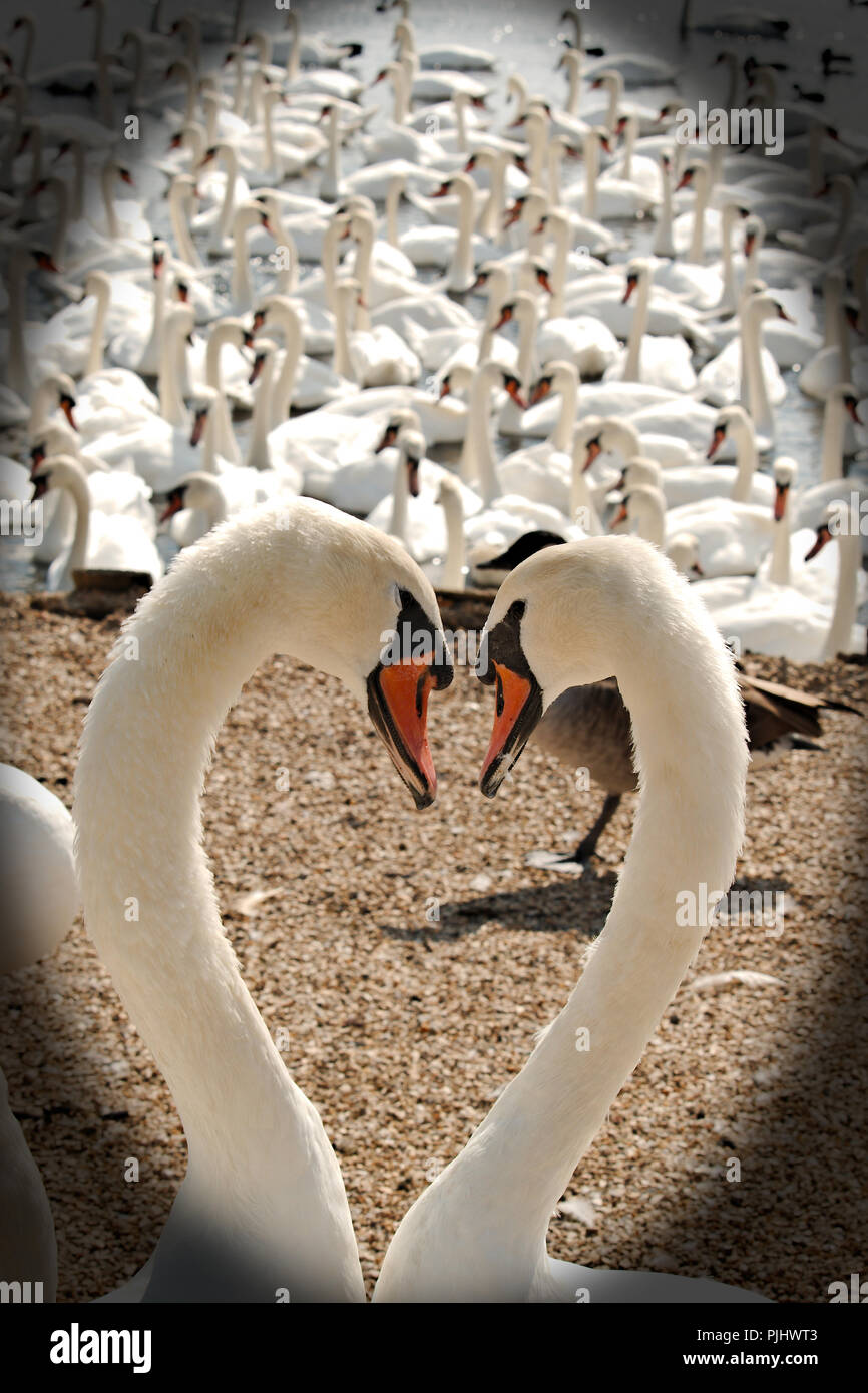Swans Heart Stock Photos & Swans Heart Stock Images - Alamy