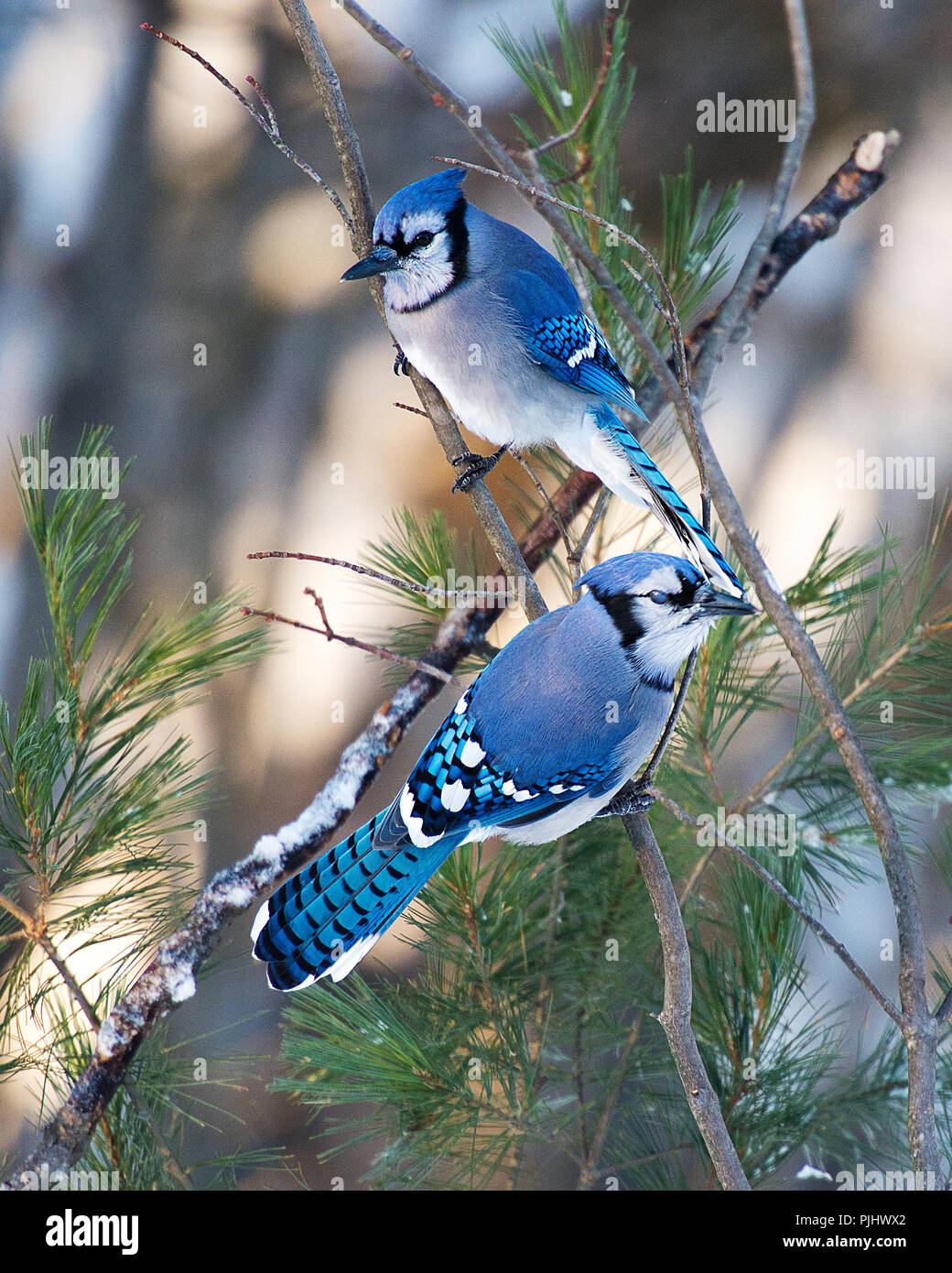 Blue jay bird show hi-res stock photography and images - Alamy