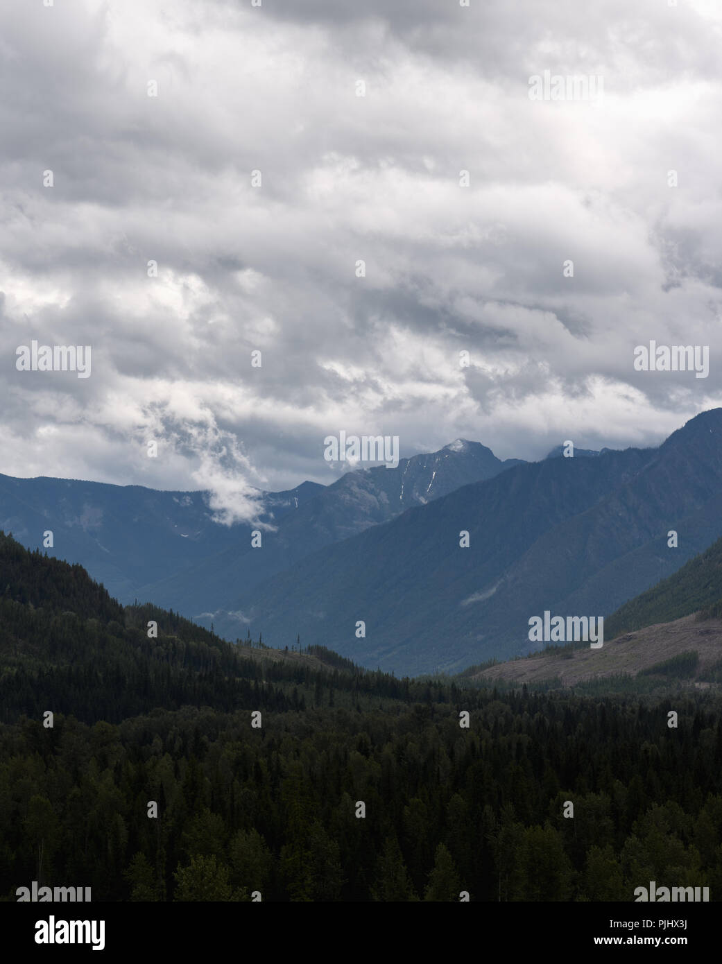Heavy rain in pine trees hi-res stock photography and images - Alamy