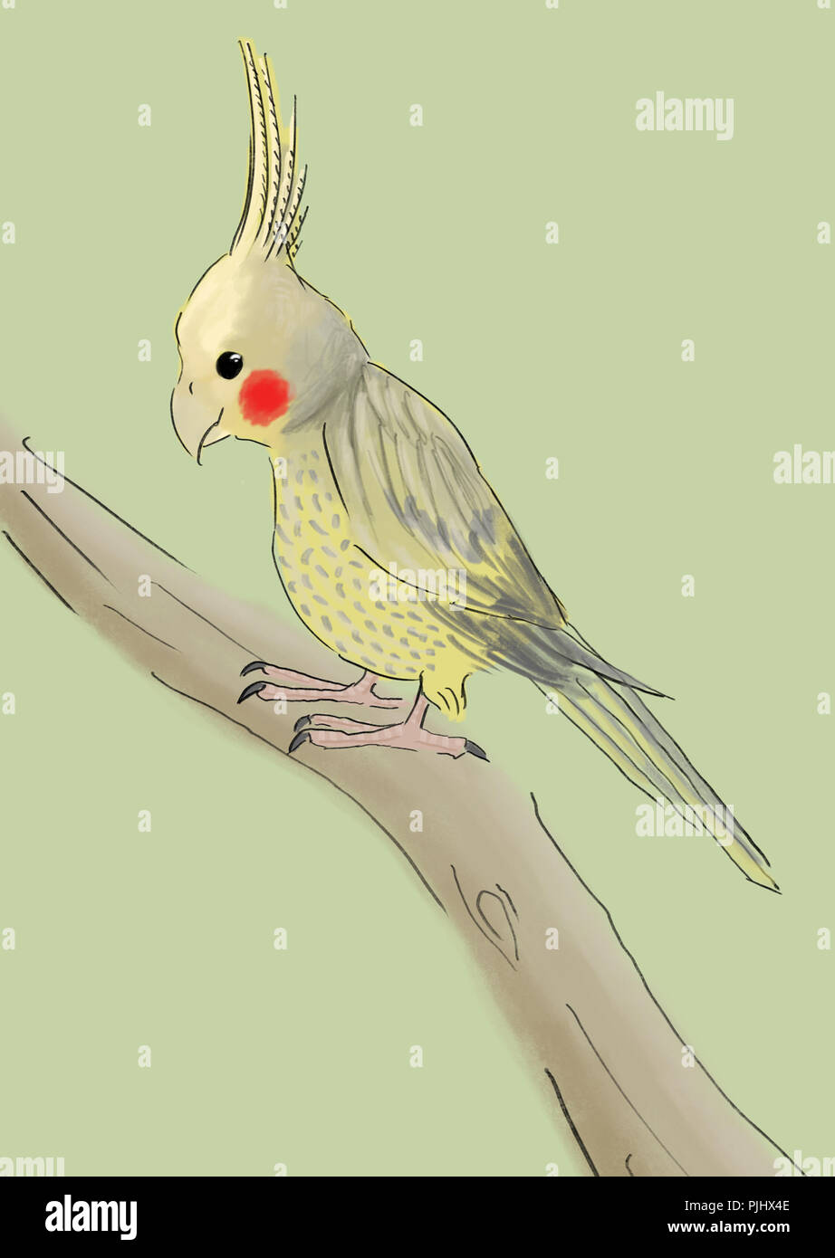 Cockatiel cartoon hi-res stock photography and images - Alamy