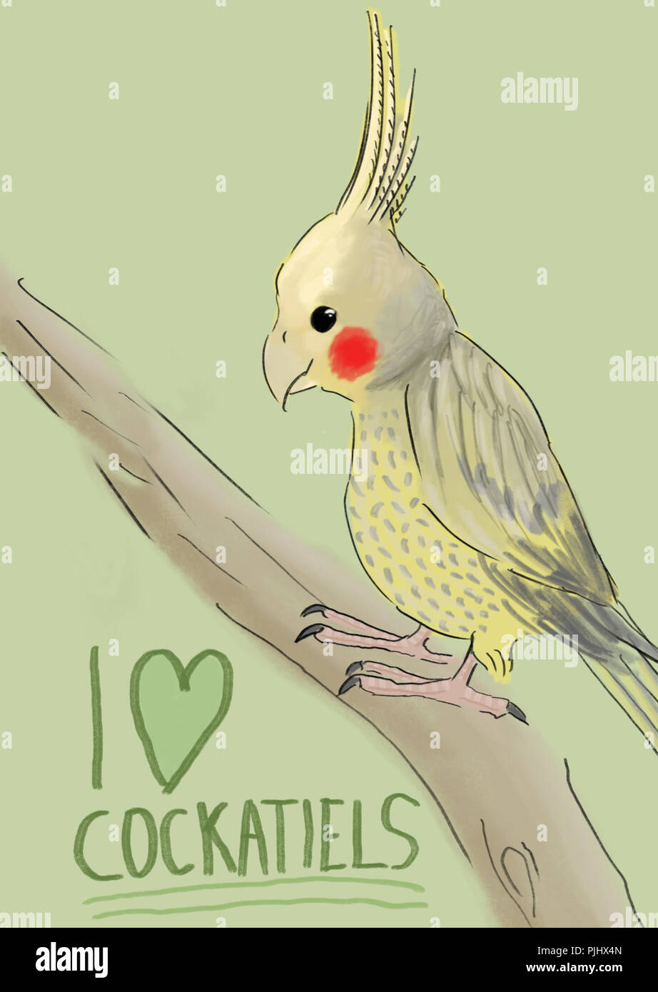 Cockatiel cartoon hi-res stock photography and images - Alamy