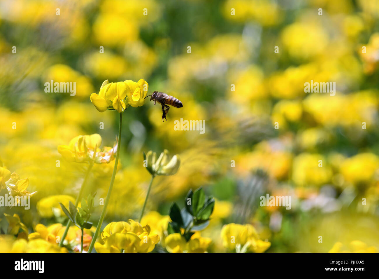 Bee collecting pollen Stock Photo - Alamy