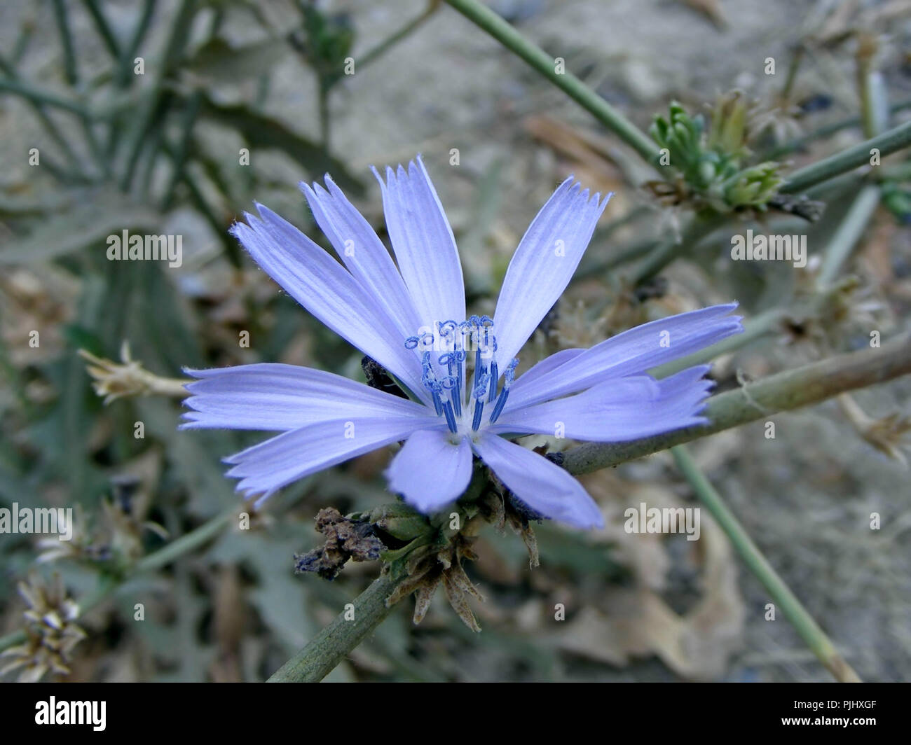 photography with scene flowering wild chicory Stock Photo - Alamy