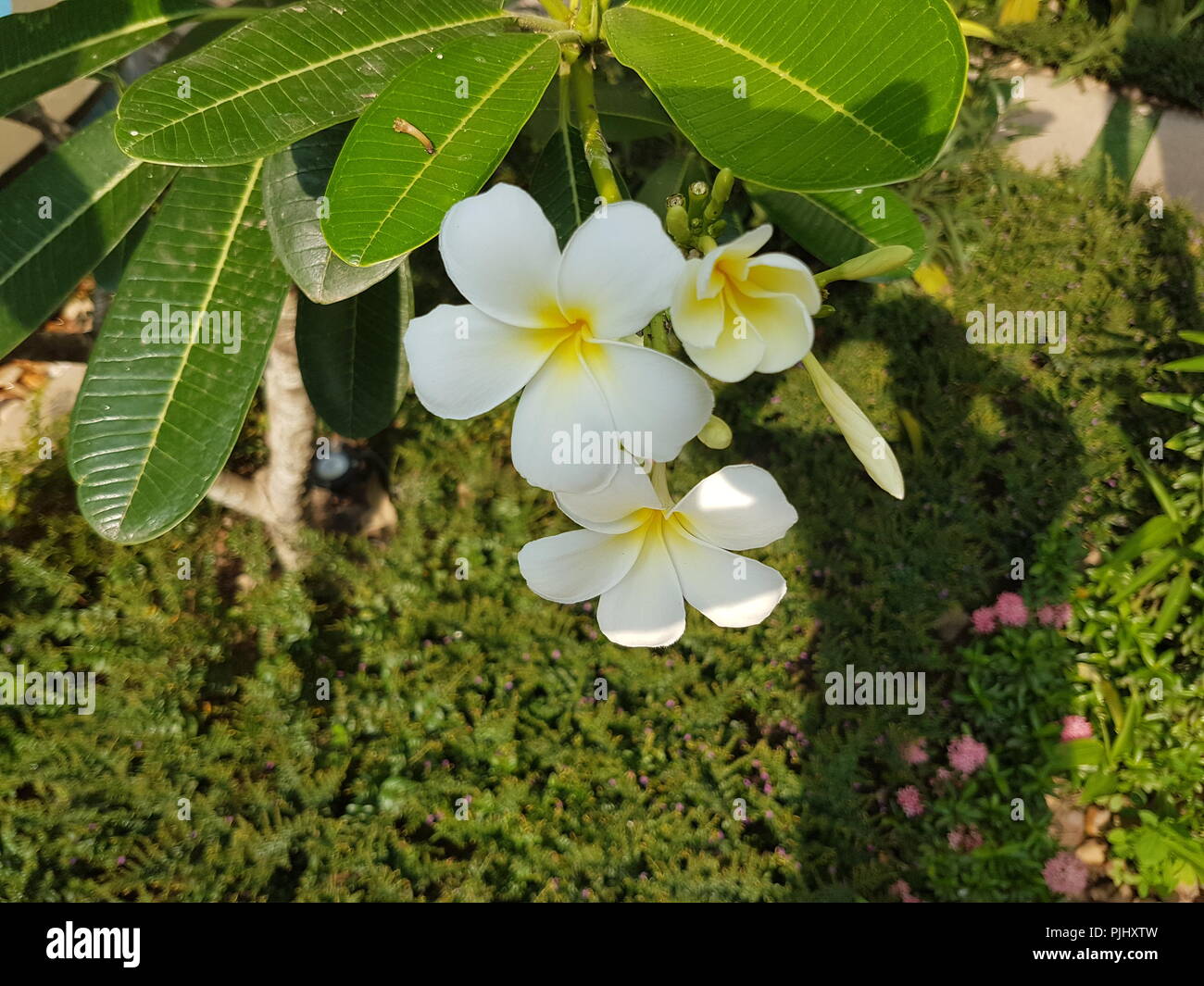 Frangipani blumen hi-res stock photography and images - Alamy