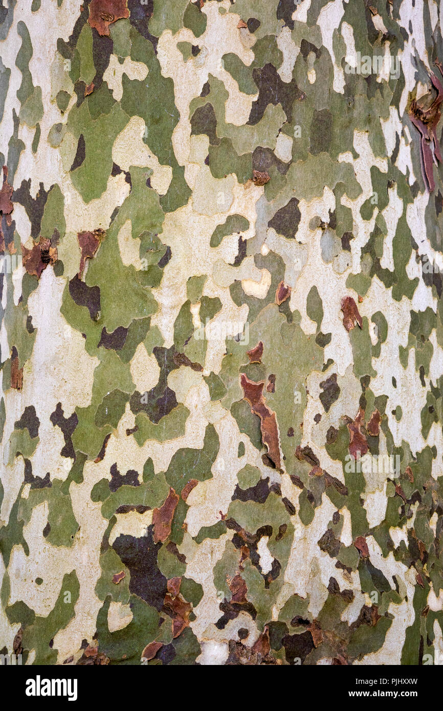 Plane tree mottled bark hi-res stock photography and images - Alamy