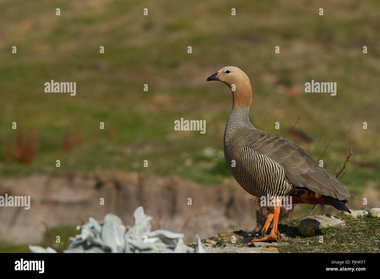 Ruddy Headed Goose (Chloephaga rubidiceps) on Carcass Island in the ...
