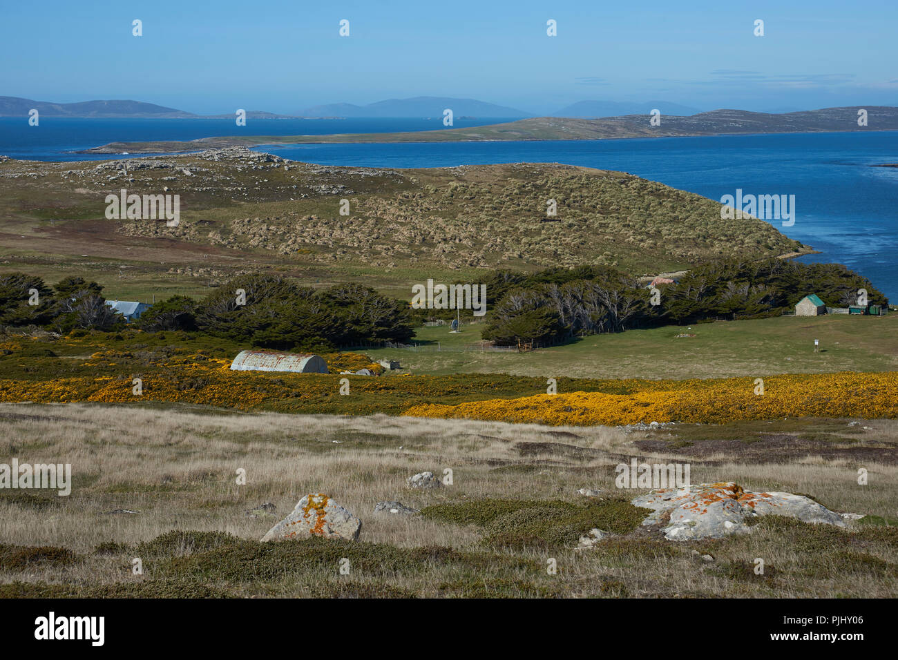 Flowering gorse bushes dot the landscape on West Point Island in the ...