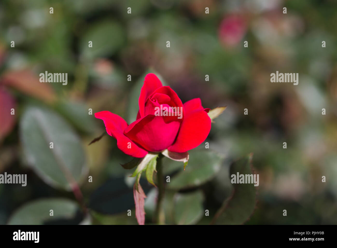 Red Rose blooming Stock Photo - Alamy