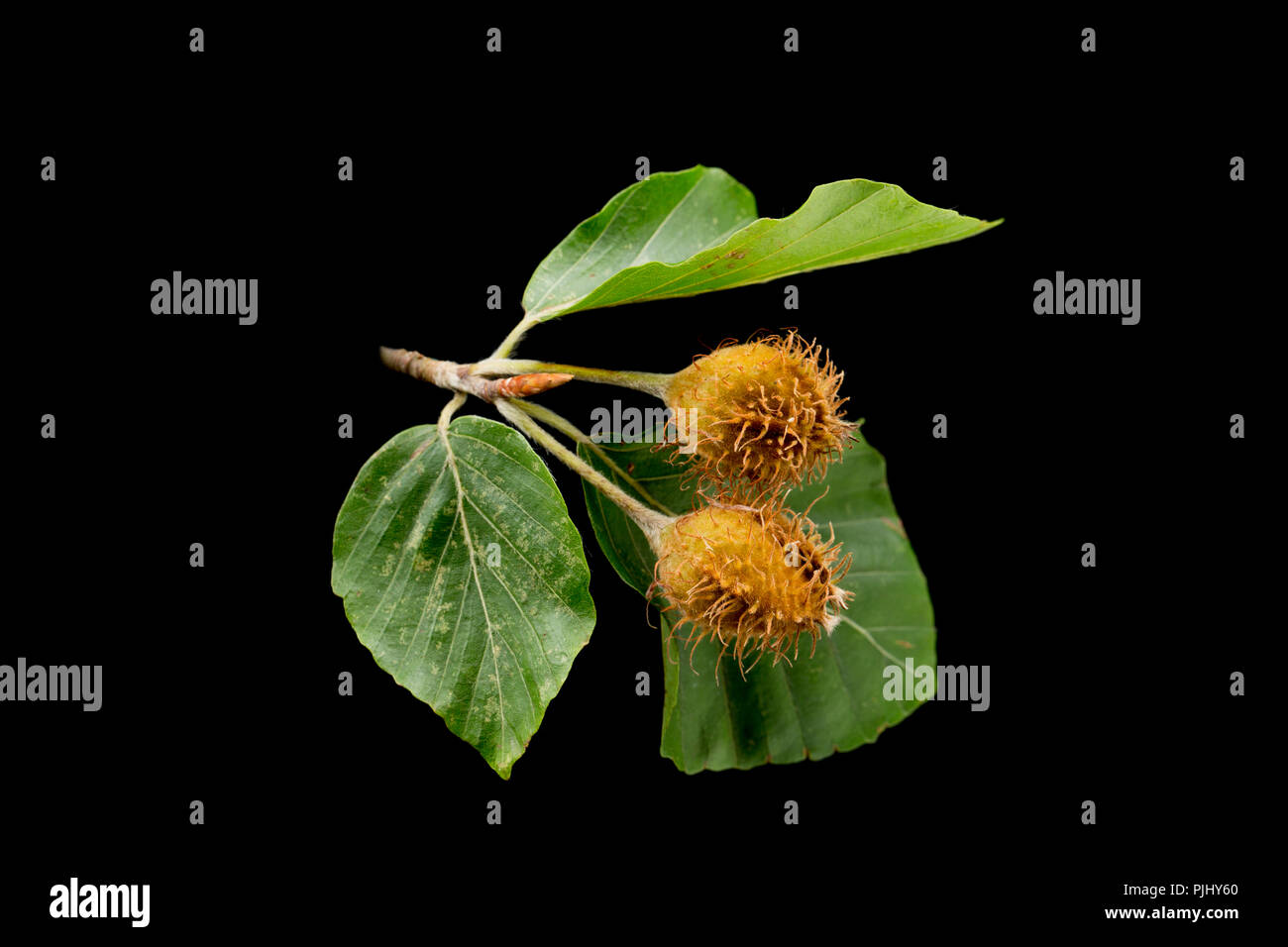 Beech mast uk hi-res stock photography and images - Alamy