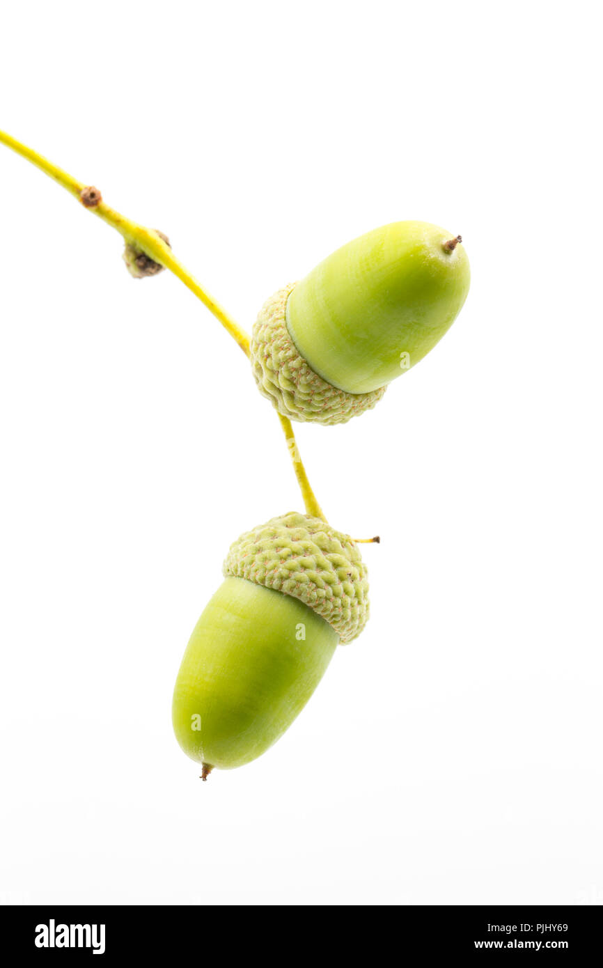 English oak quercus robur uk acorn hi-res stock photography and images ...