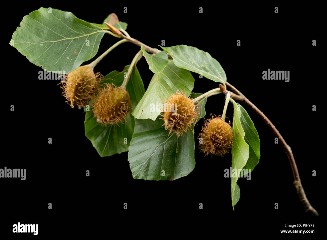 Beech mast hi-res stock photography and images - Alamy