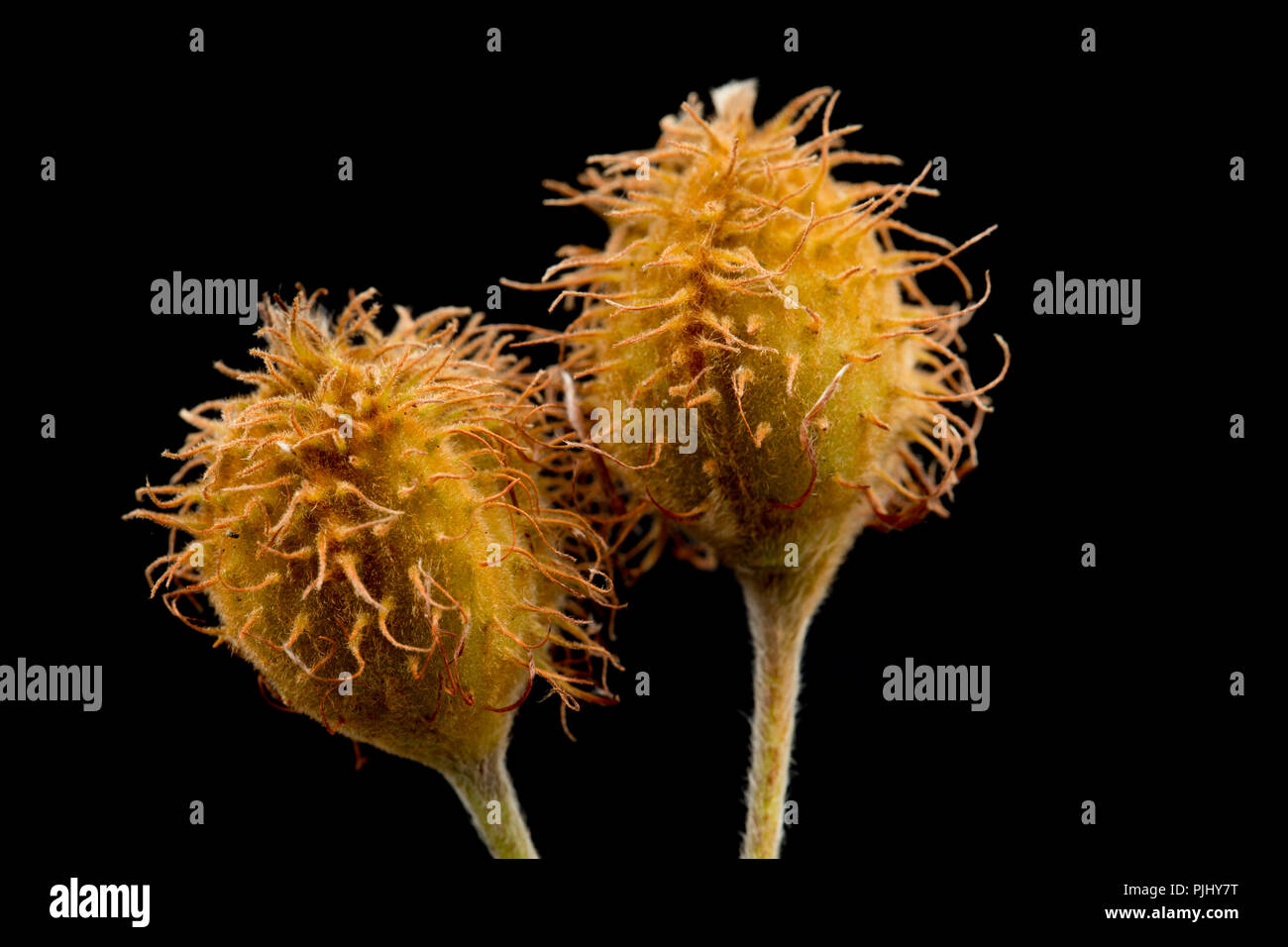Ripening beech masts of the beech tree, Fagus sylvatica, photographed ...