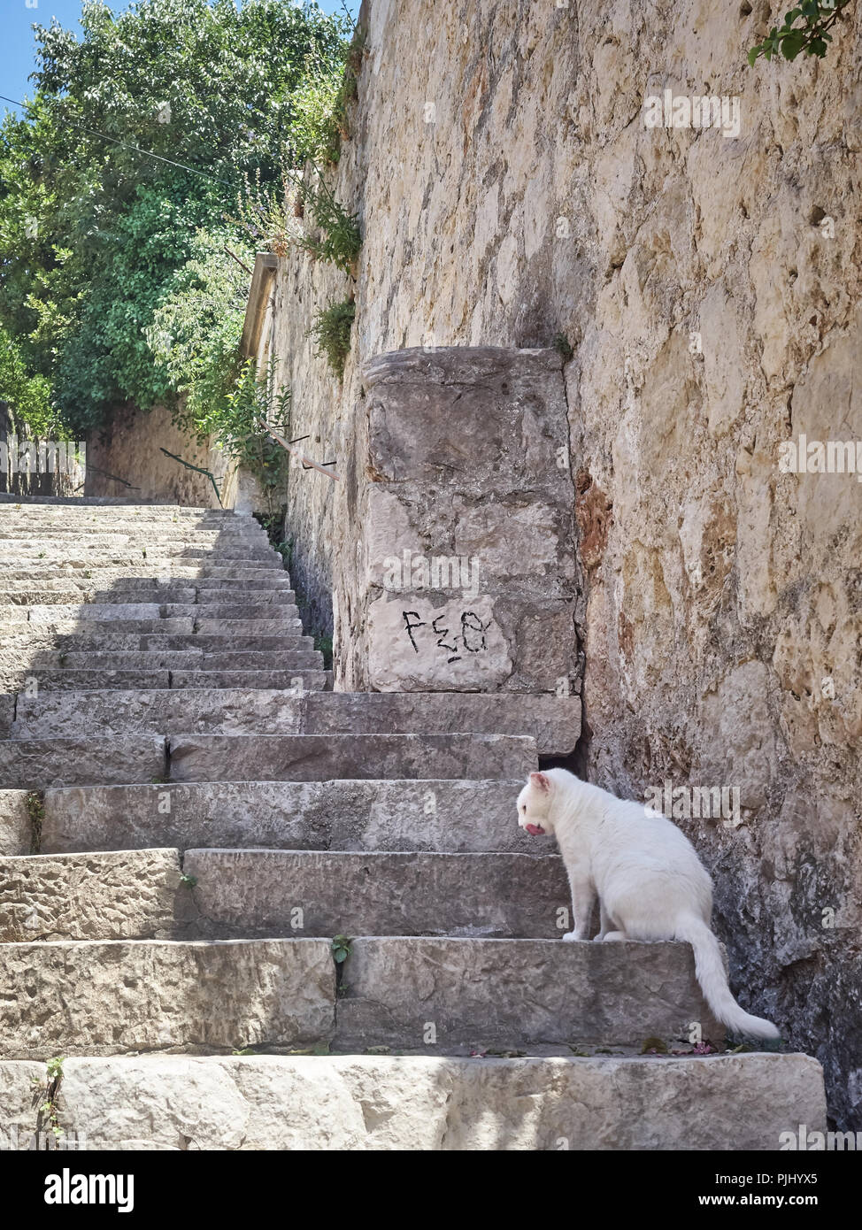 White cat eating hi-res stock photography and images - Alamy