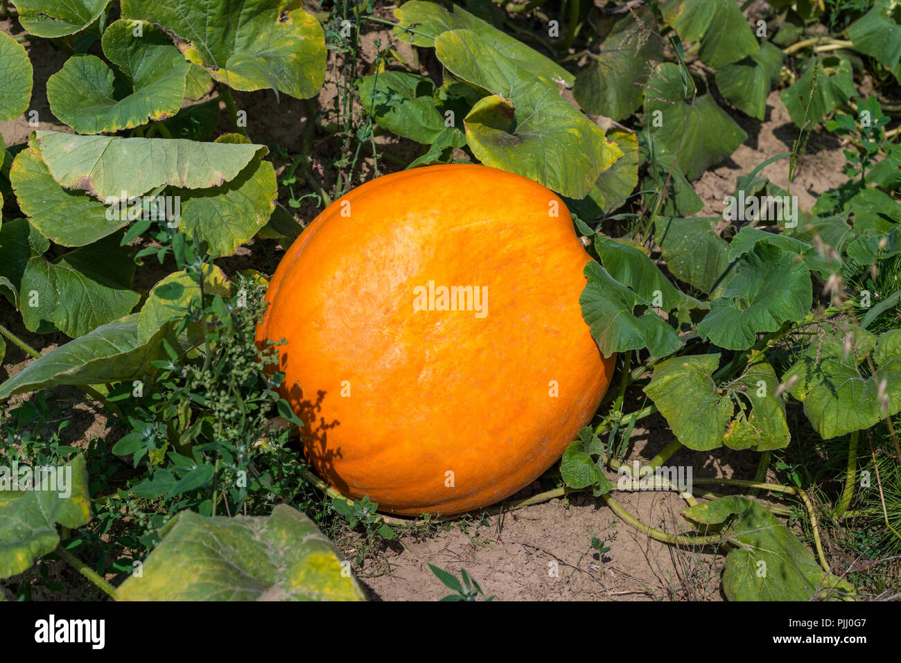 Cucurbit farm hi-res stock photography and images - Alamy