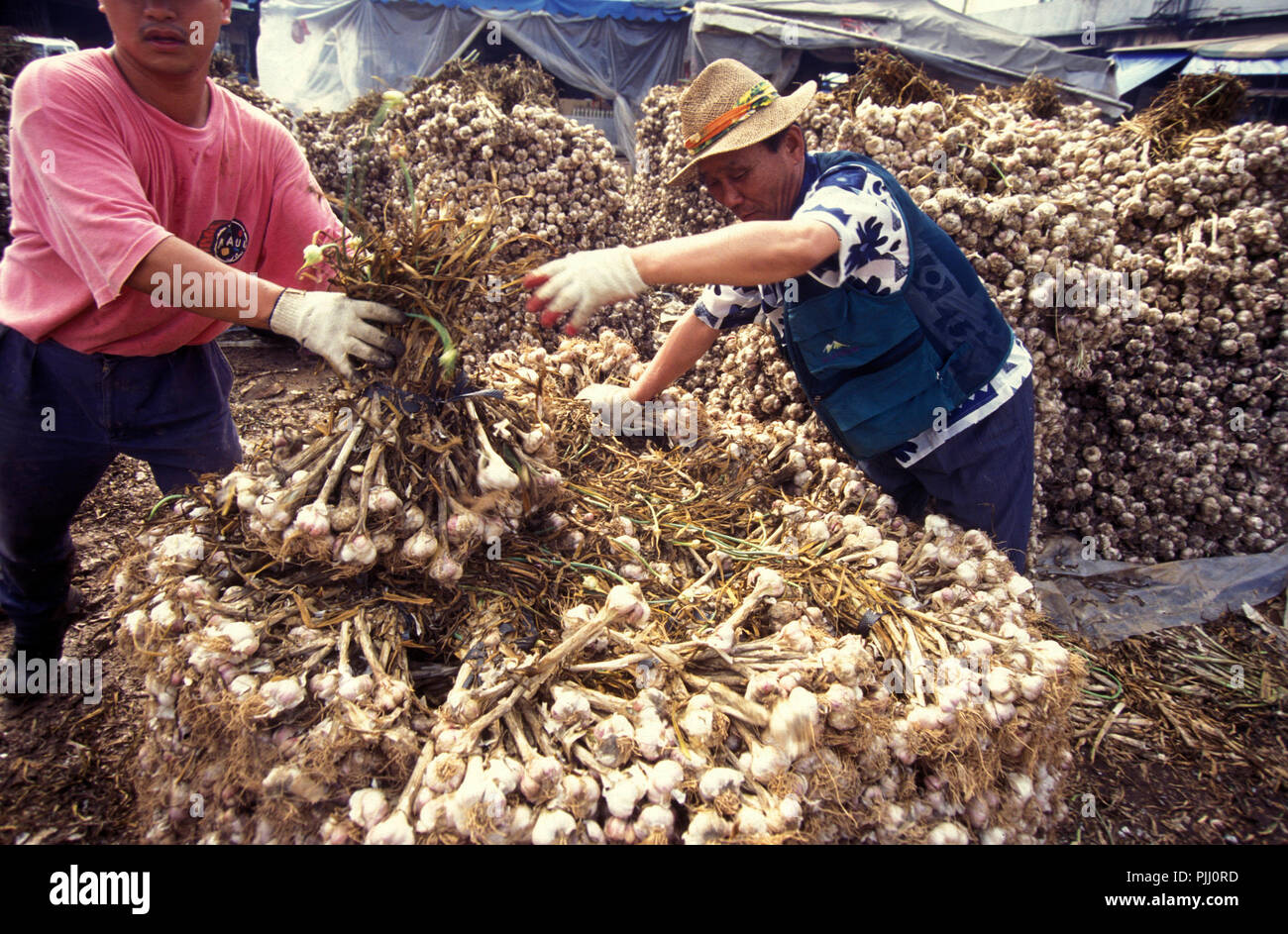 garlic in a shop on a market in the city of Seoul in South Korea in ...