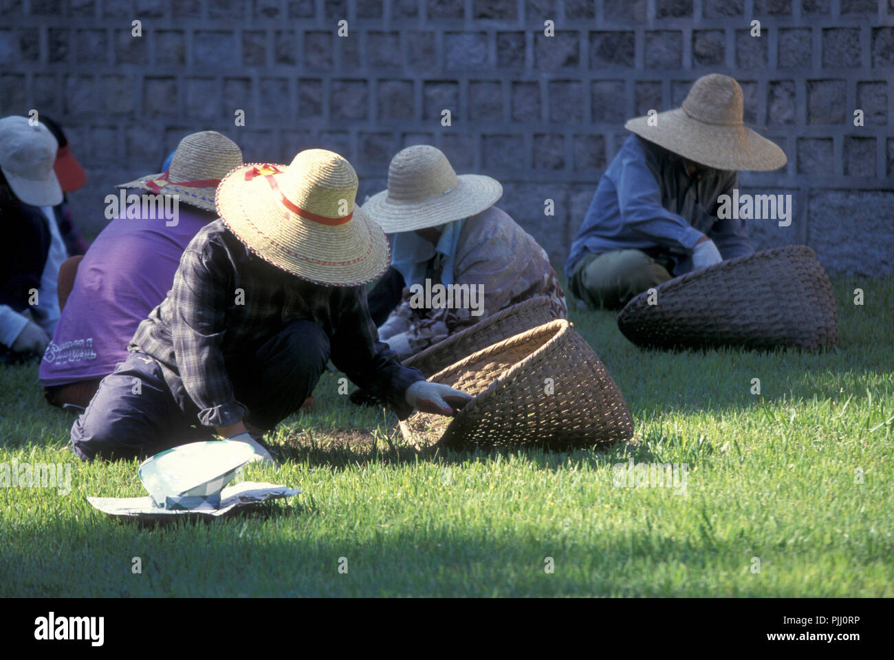 gargening in a park in the city of Seoul in South Korea in EastAasia ...