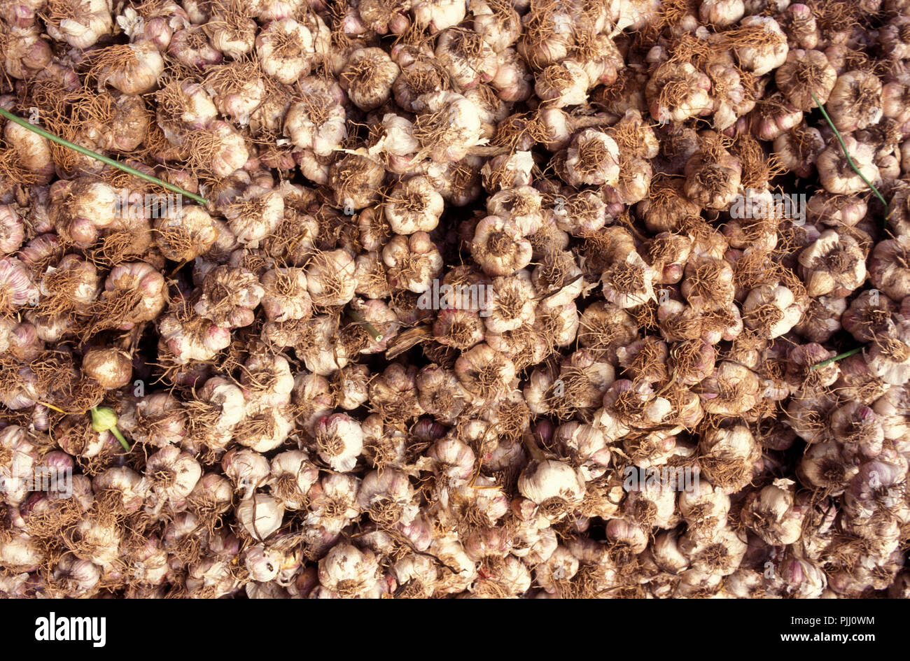 garlic in a shop on a market in the city of Seoul in South Korea in ...