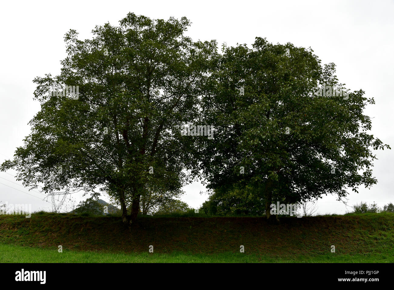 Unusual plant combination hi-res stock photography and images - Alamy