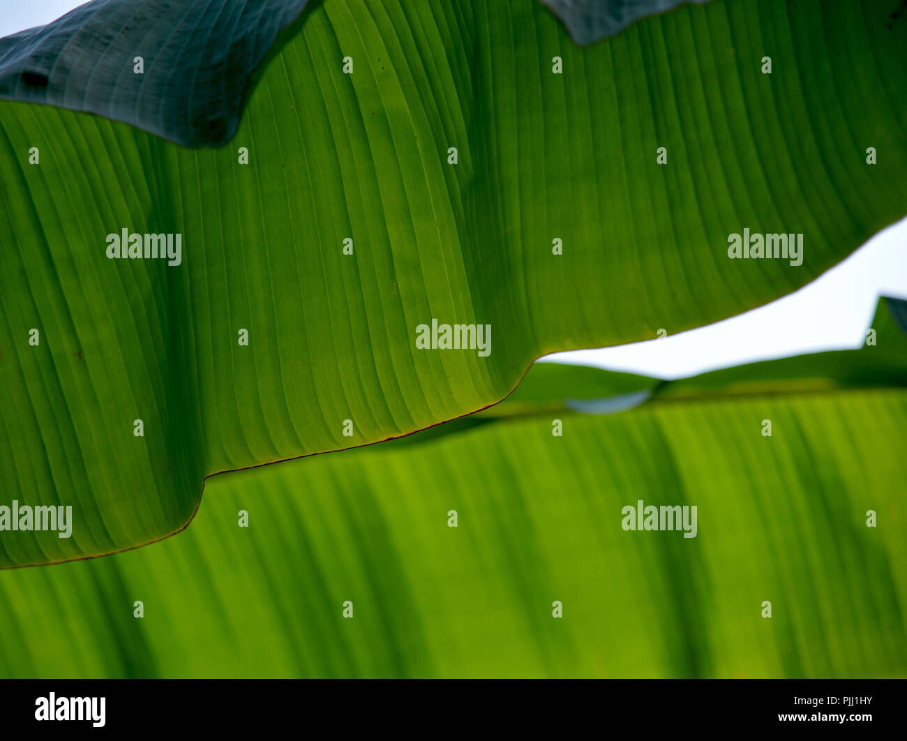 green banana leaves Stock Photo - Alamy