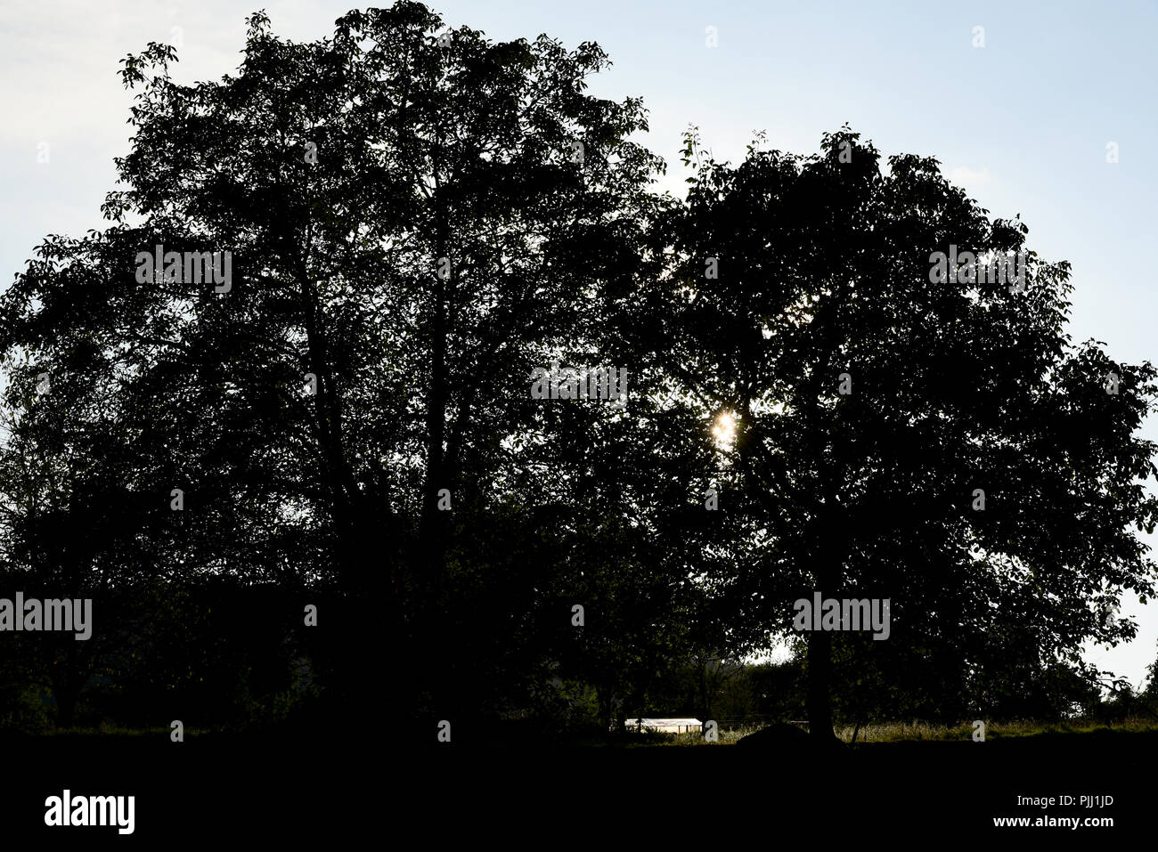 silhouettes of old chestnut trees at sunset Stock Photo - Alamy