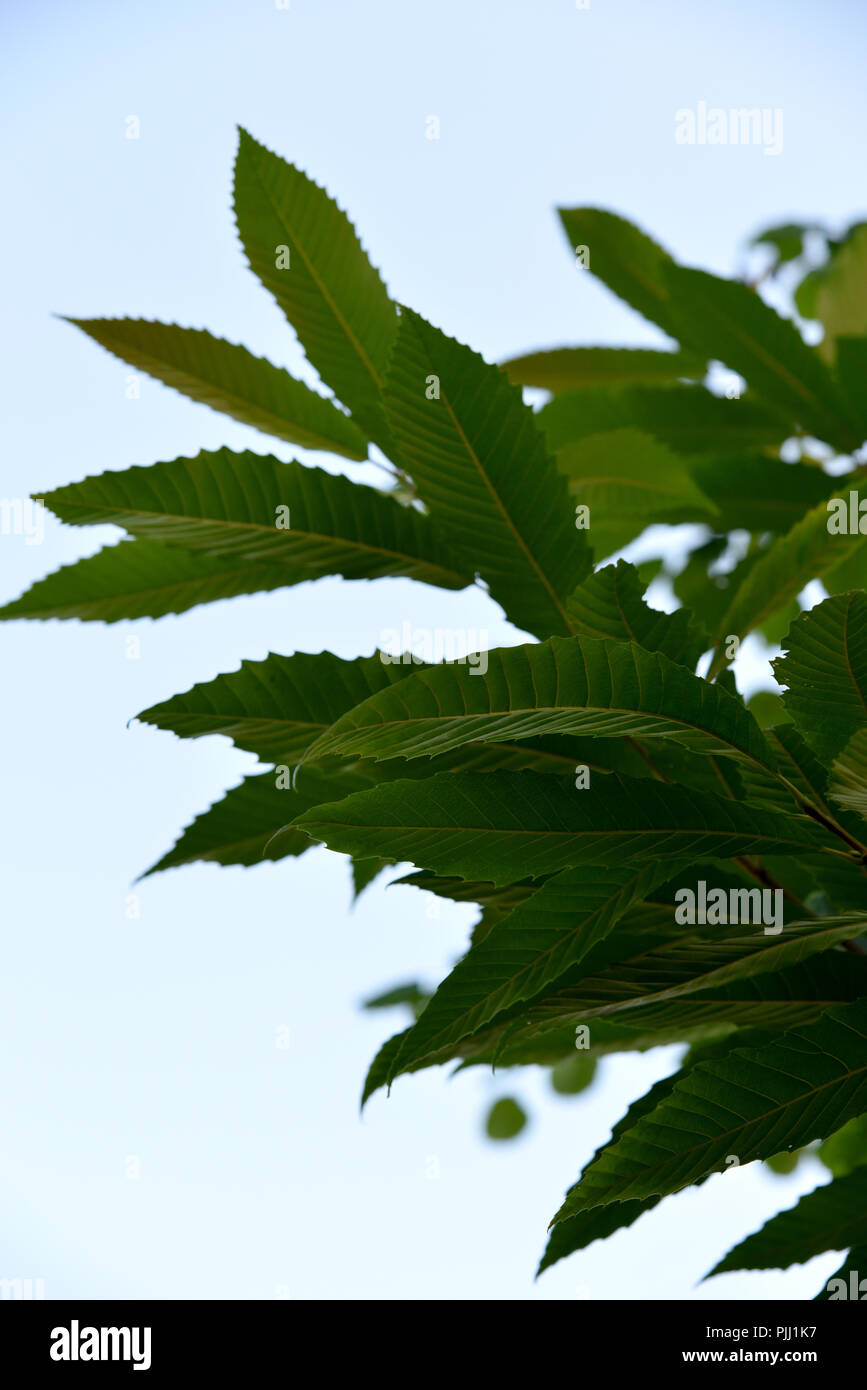 Plant With Jagged Leaves High Resolution Stock Photography and Images ...