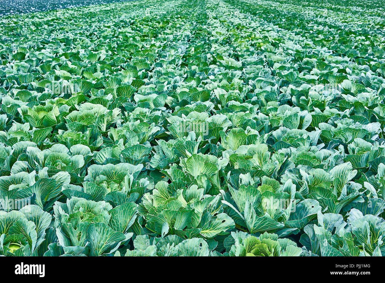 green field of ripe cabbage ready to harvest Stock Photo - Alamy