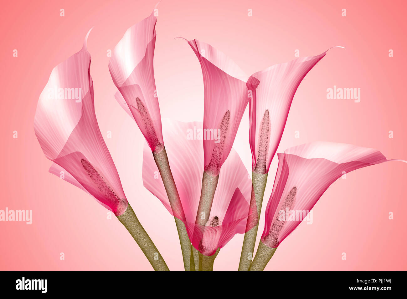 Calla lily x ray hi-res stock photography and images - Alamy