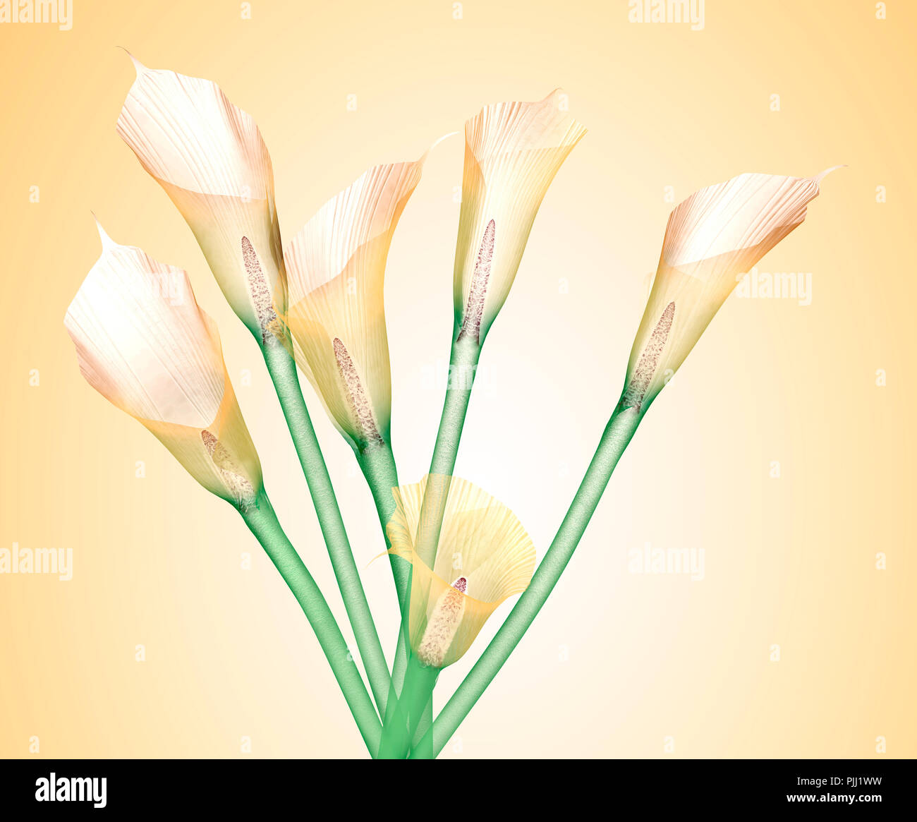 Calla lily x ray hi-res stock photography and images - Alamy
