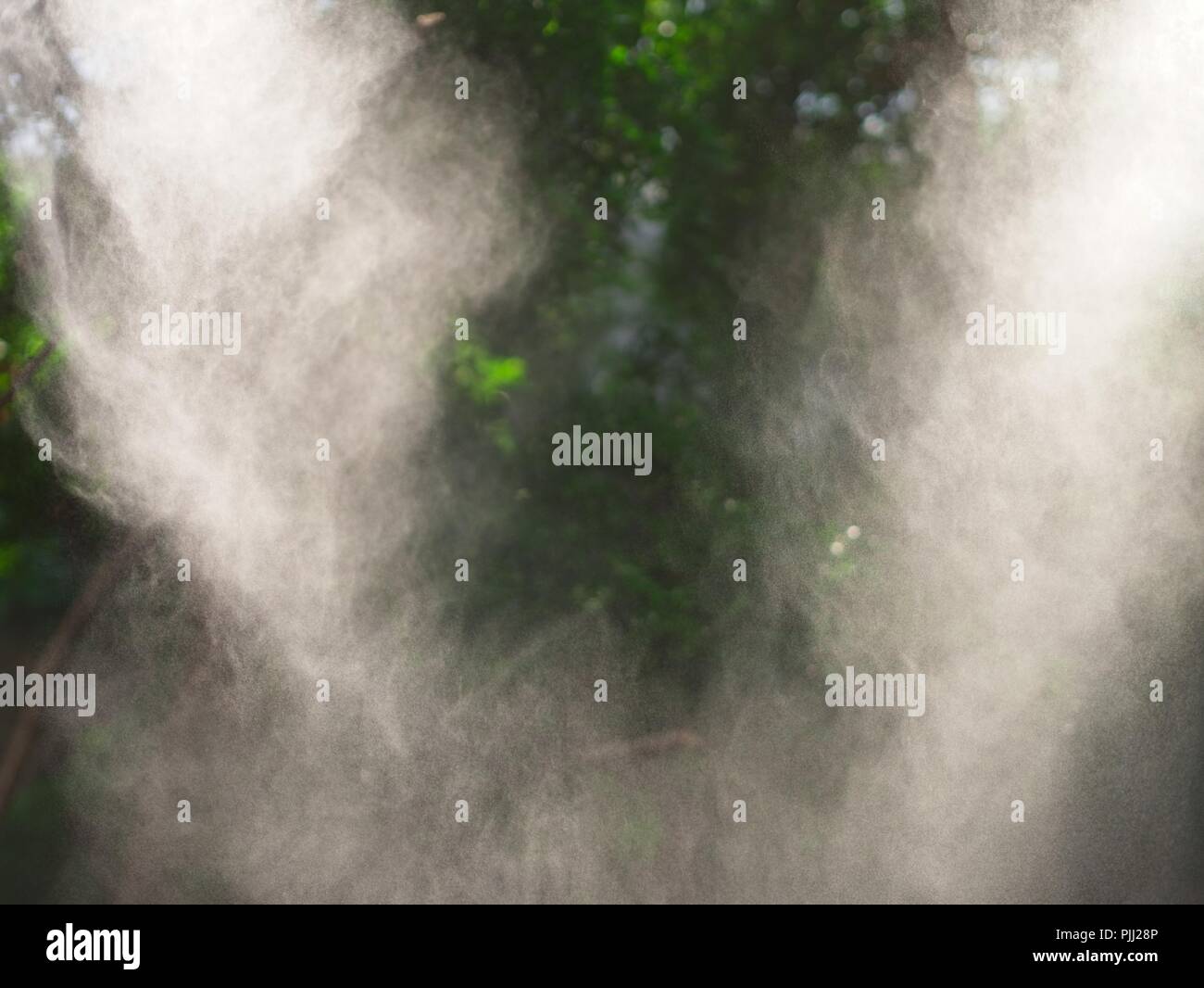 Tropical jungle / rainforest in mist in the early morning. Concept of ...