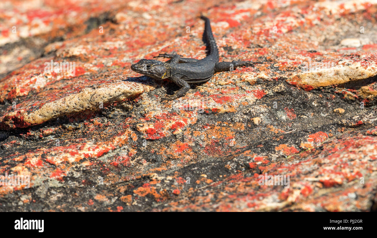 Curious lizards hi-res stock photography and images - Alamy