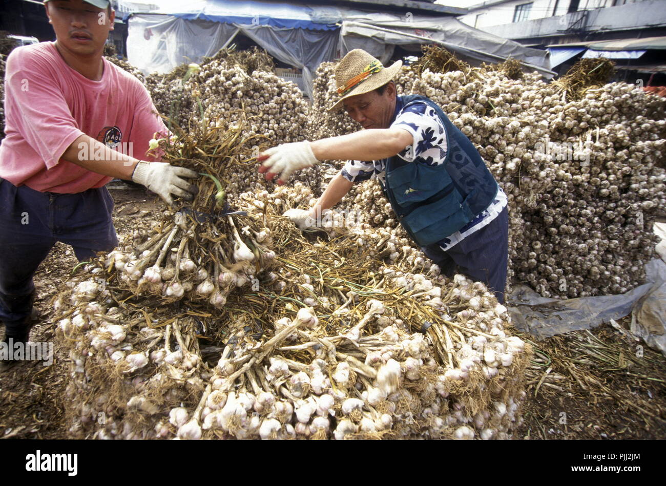 garlic in a shop on a market in the city of Seoul in South Korea in ...