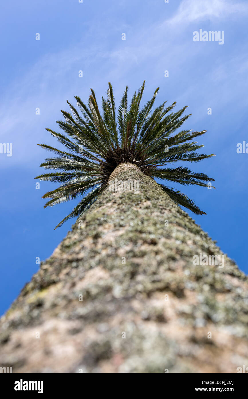 Palm Tree In Front Of The Blue Sky - Portrait Format Stock Photo - Alamy