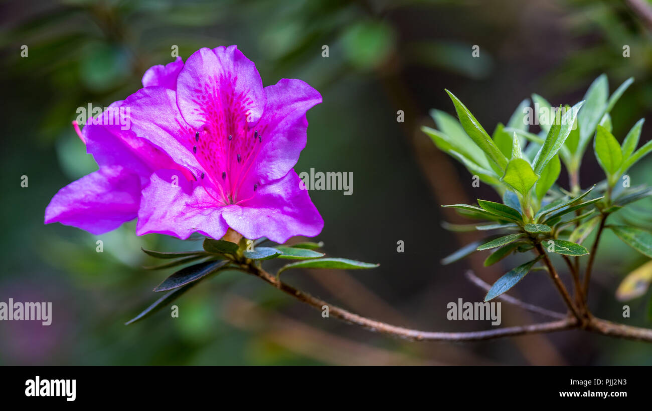 Red Flowers Of The Azores And Its Leaves In The Forest Stock Photo - Alamy
