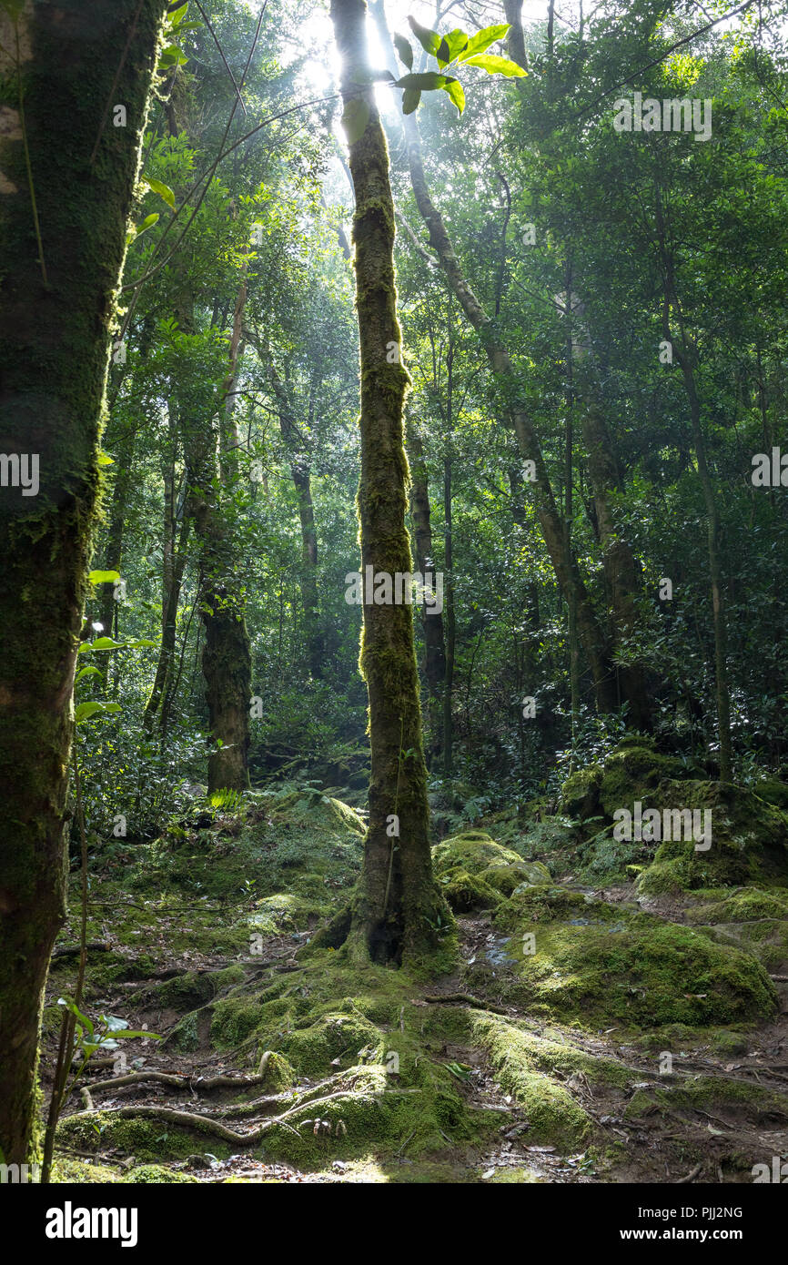 Mossed hi-res stock photography and images - Alamy