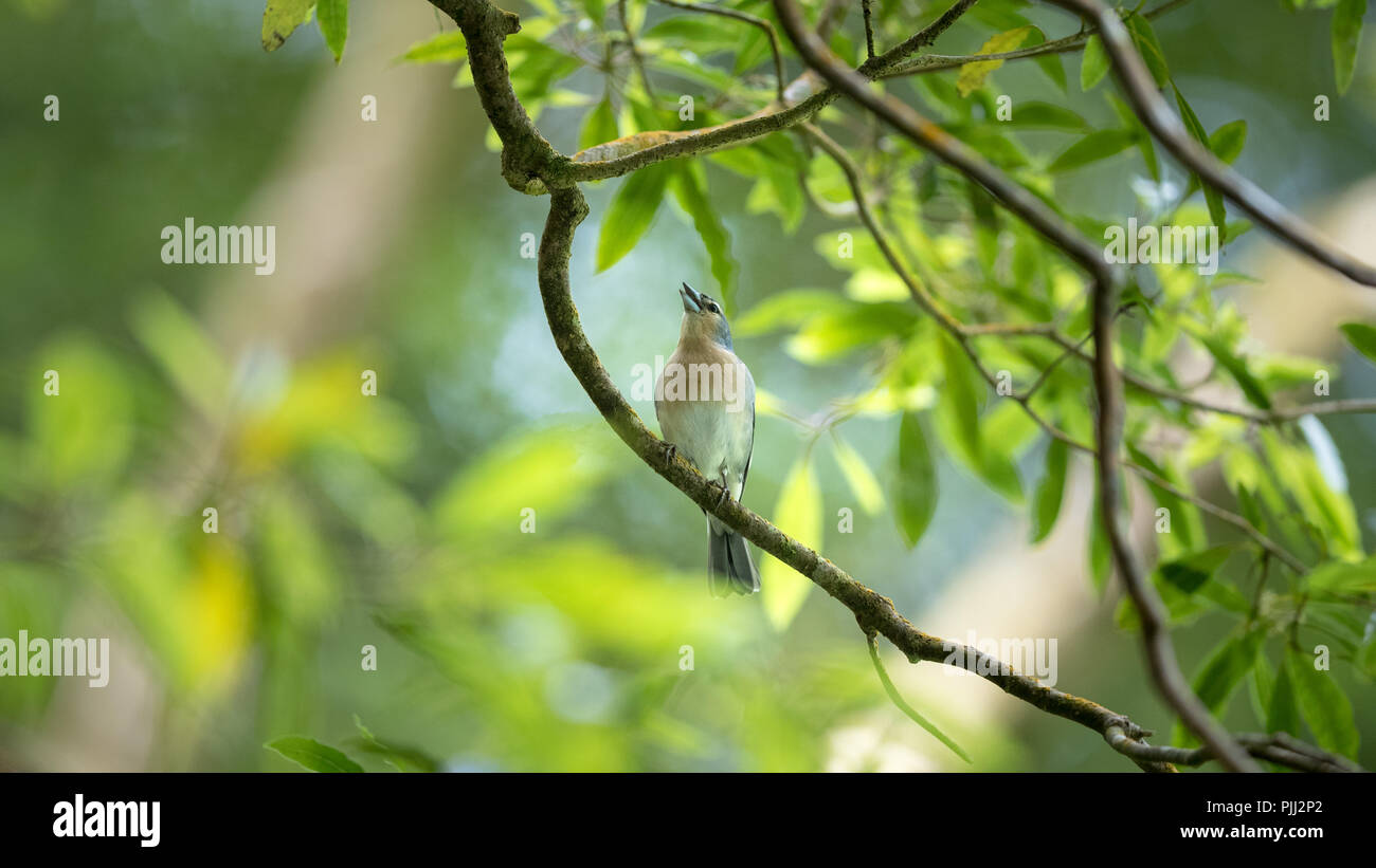 Singing Finch On A Branch Stock Photo - Alamy