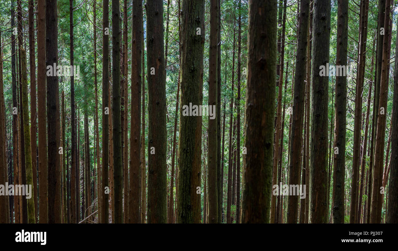 Wall Of Trees Stock Photo - Alamy