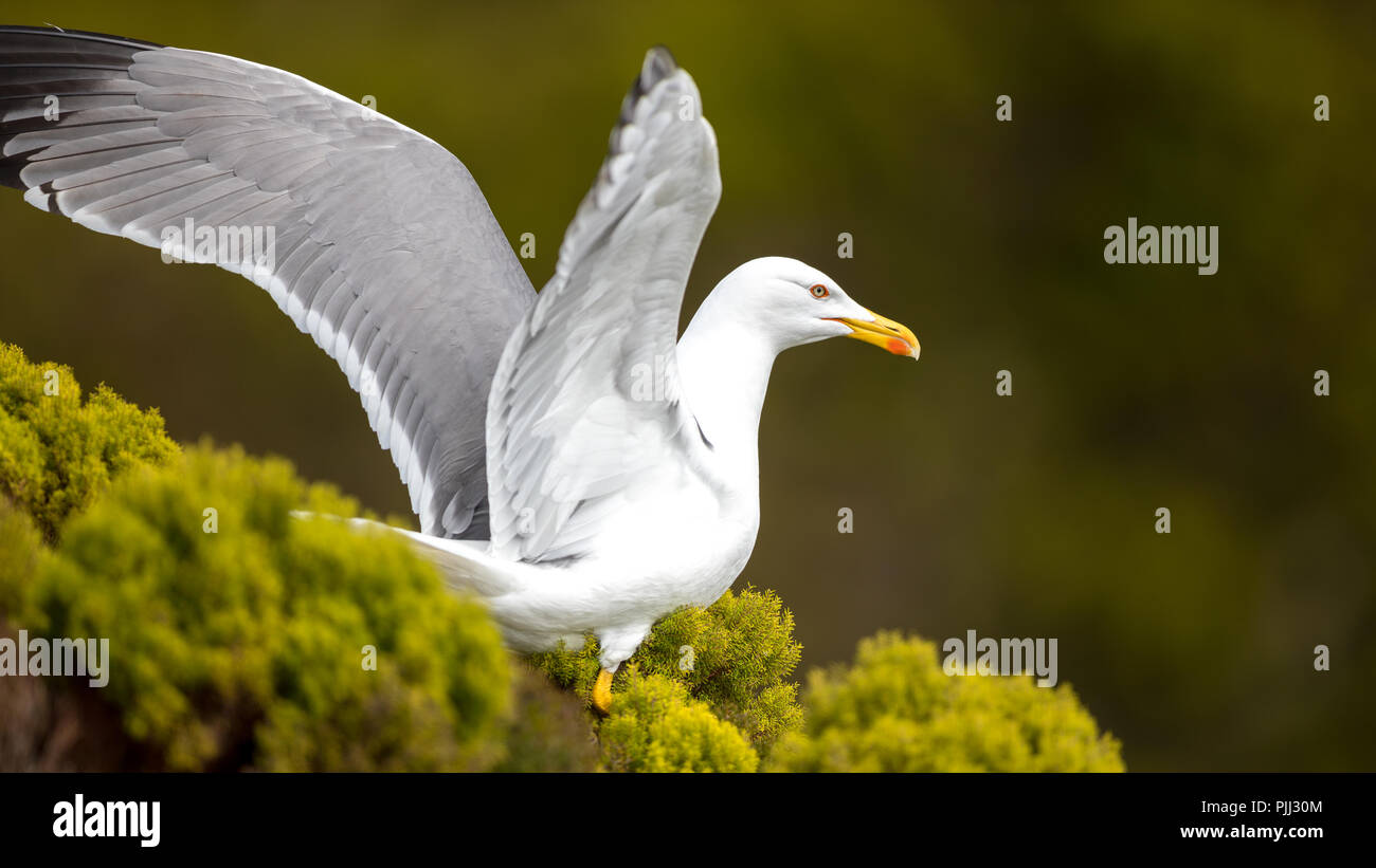 Sea Gull Spreading The Wings Stock Photo - Alamy