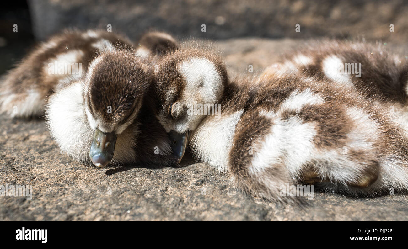 sleeping little ducks Stock Photo - Alamy