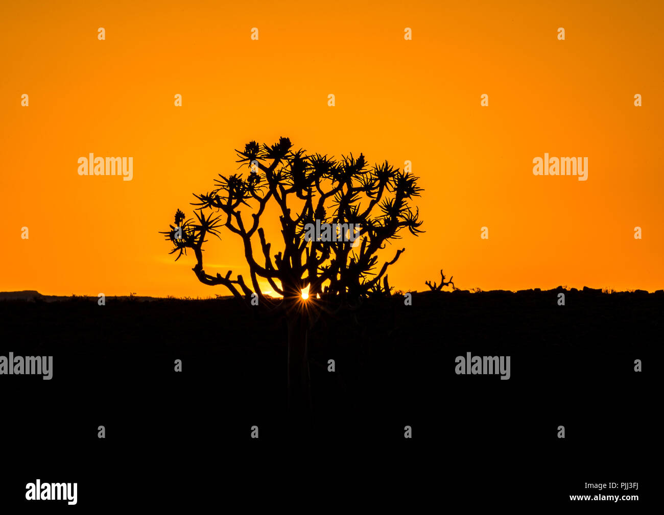 Quiver tree silhouette on hi-res stock photography and images - Alamy