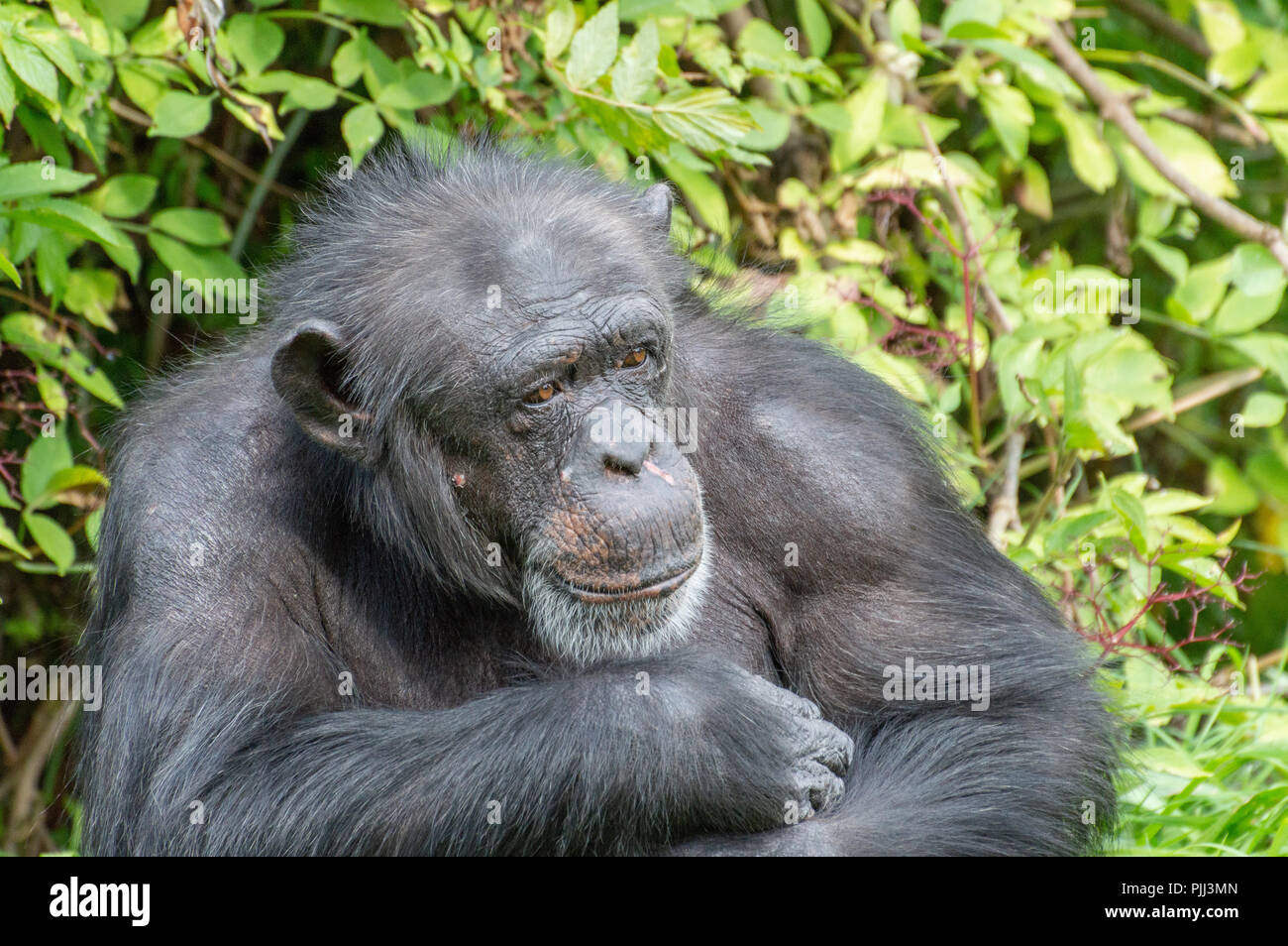 A singled isolated Chimpanzee in an outside enclosure at the zoo Stock ...