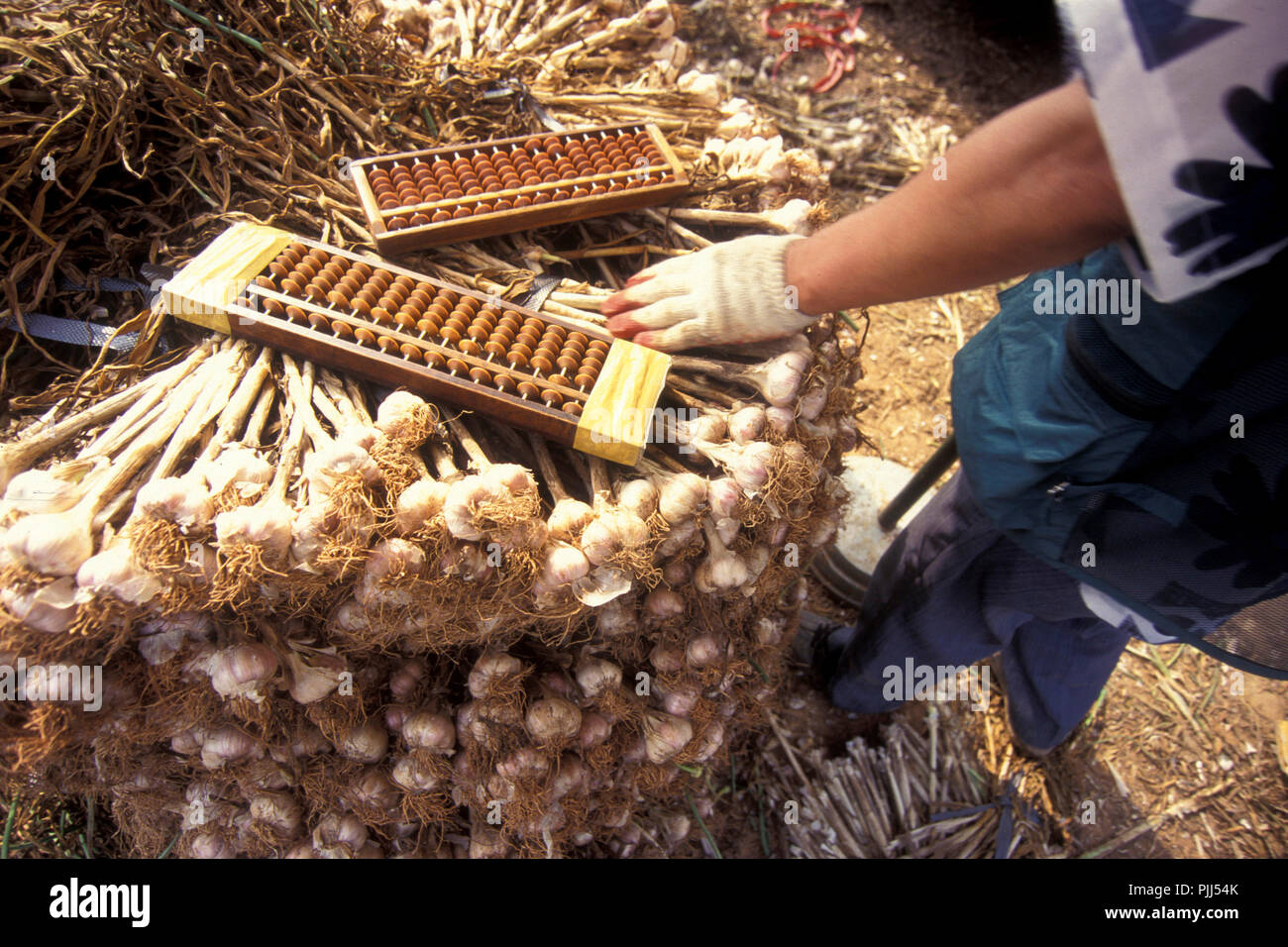 garlic in a shop on a market in the city of Seoul in South Korea in ...