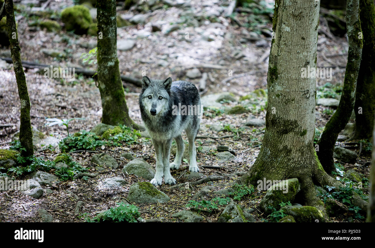 Wolves canada captive home of wolves, Nature Reserve of Orlu, Ariege ...