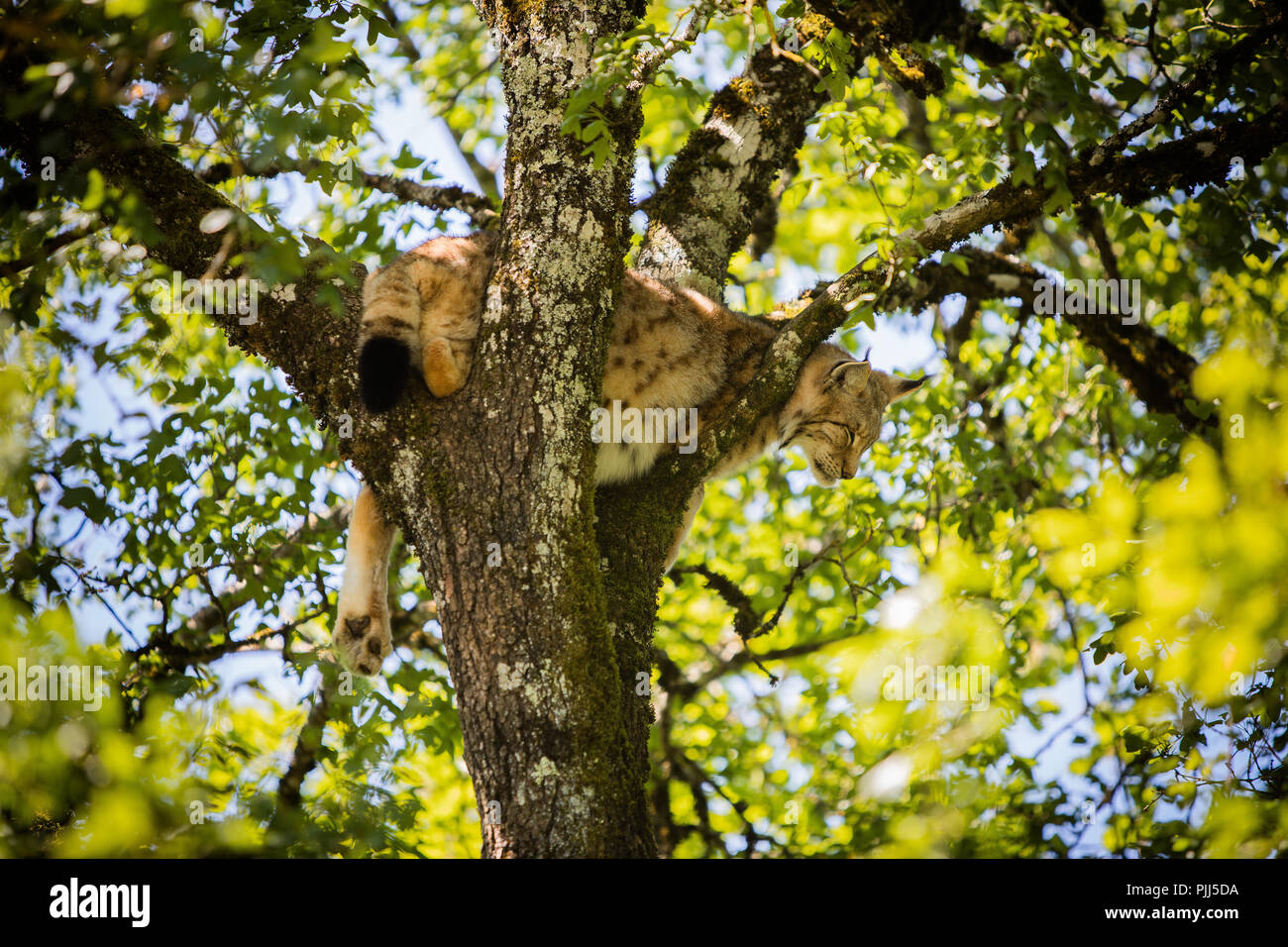 Lynx sleeping on a tree, captive animal park at Gramat, Lot department ...